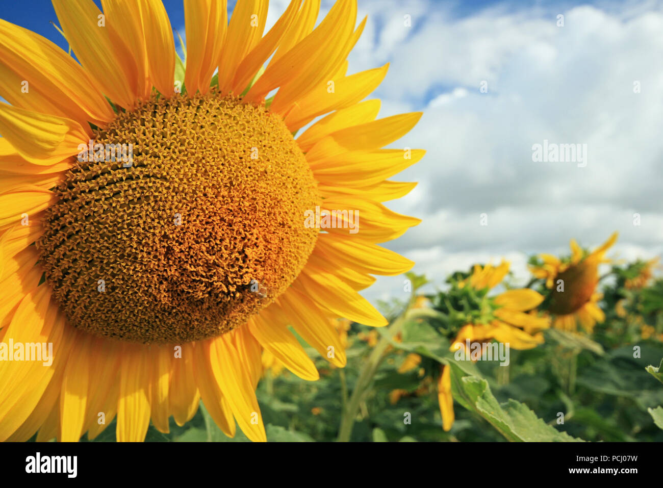 Sunflower screensaver hi-res stock photography and images - Alamy