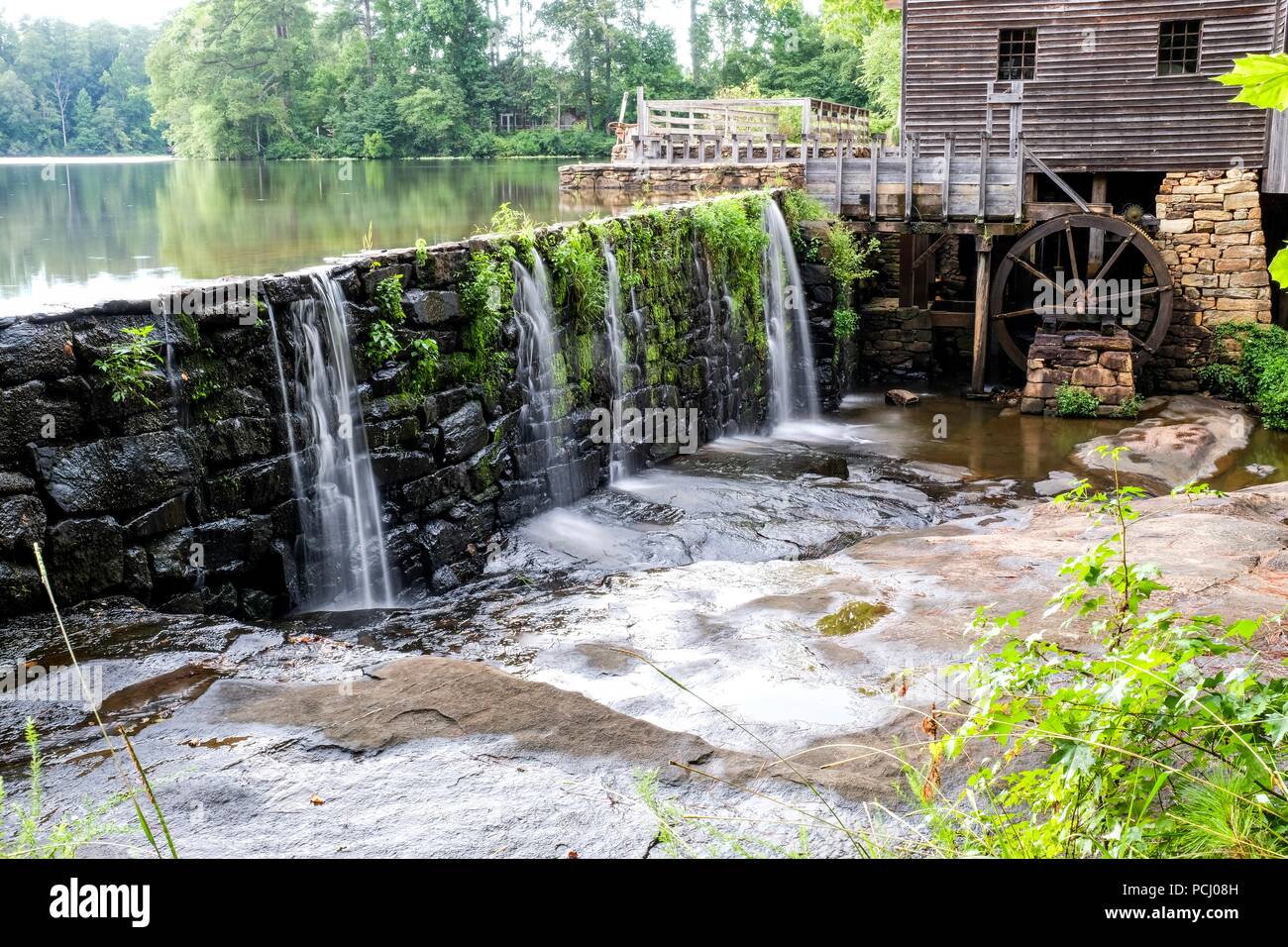 Green foliage growing on the dam with the flume and waterwheel in view ...