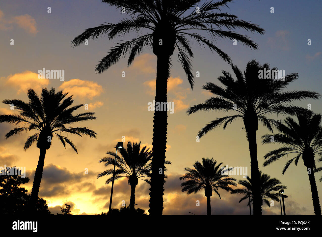 Sunset and palm trees in Florida Stock Photo - Alamy