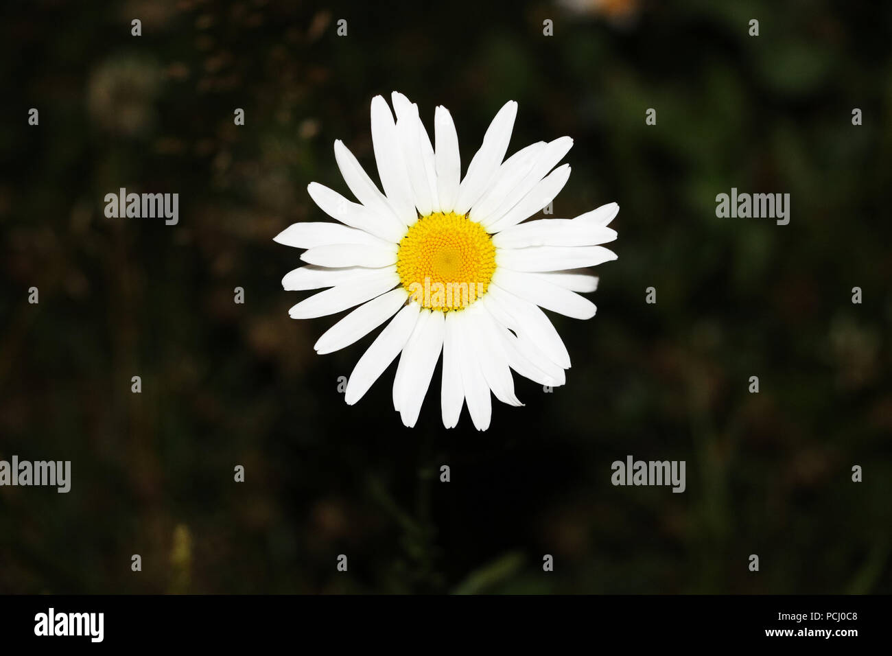 Arctic daisy hi-res stock photography and images - Alamy