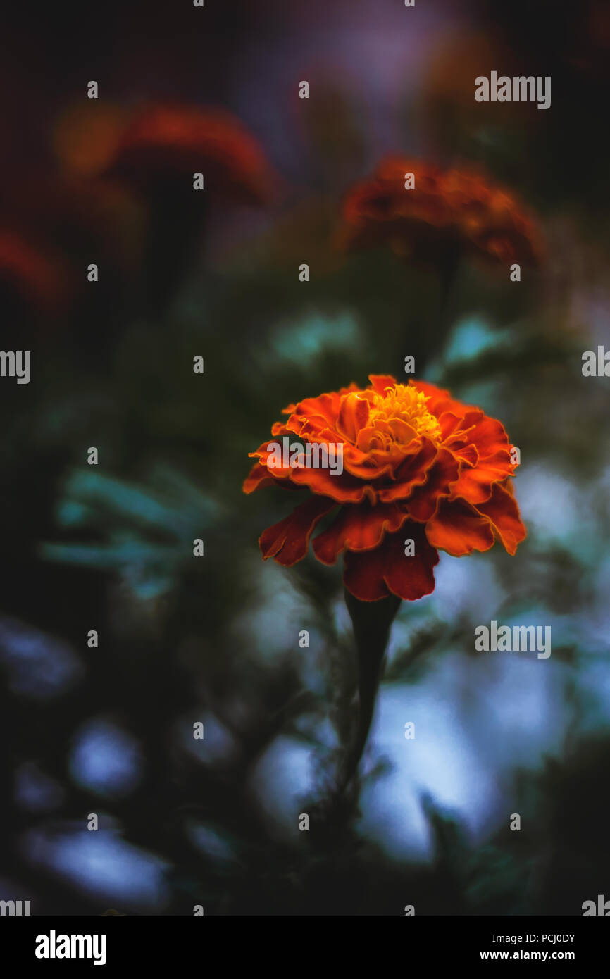 Scene floral hi-res stock photography and images - Alamy