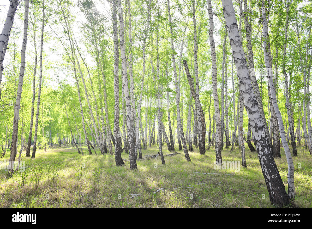 Spring birch forest Stock Photo - Alamy