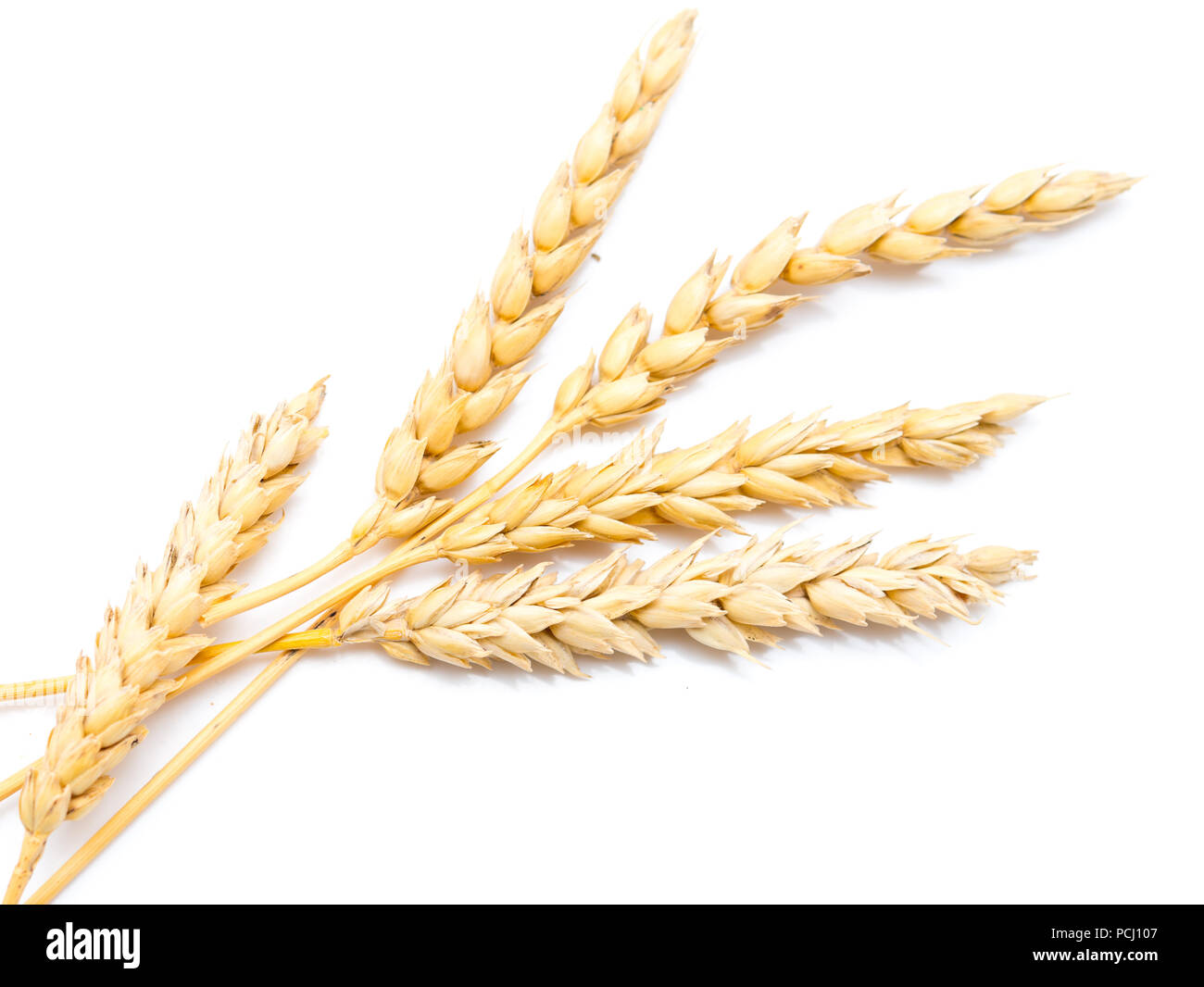 Wheat isolated on white background Stock Photo - Alamy