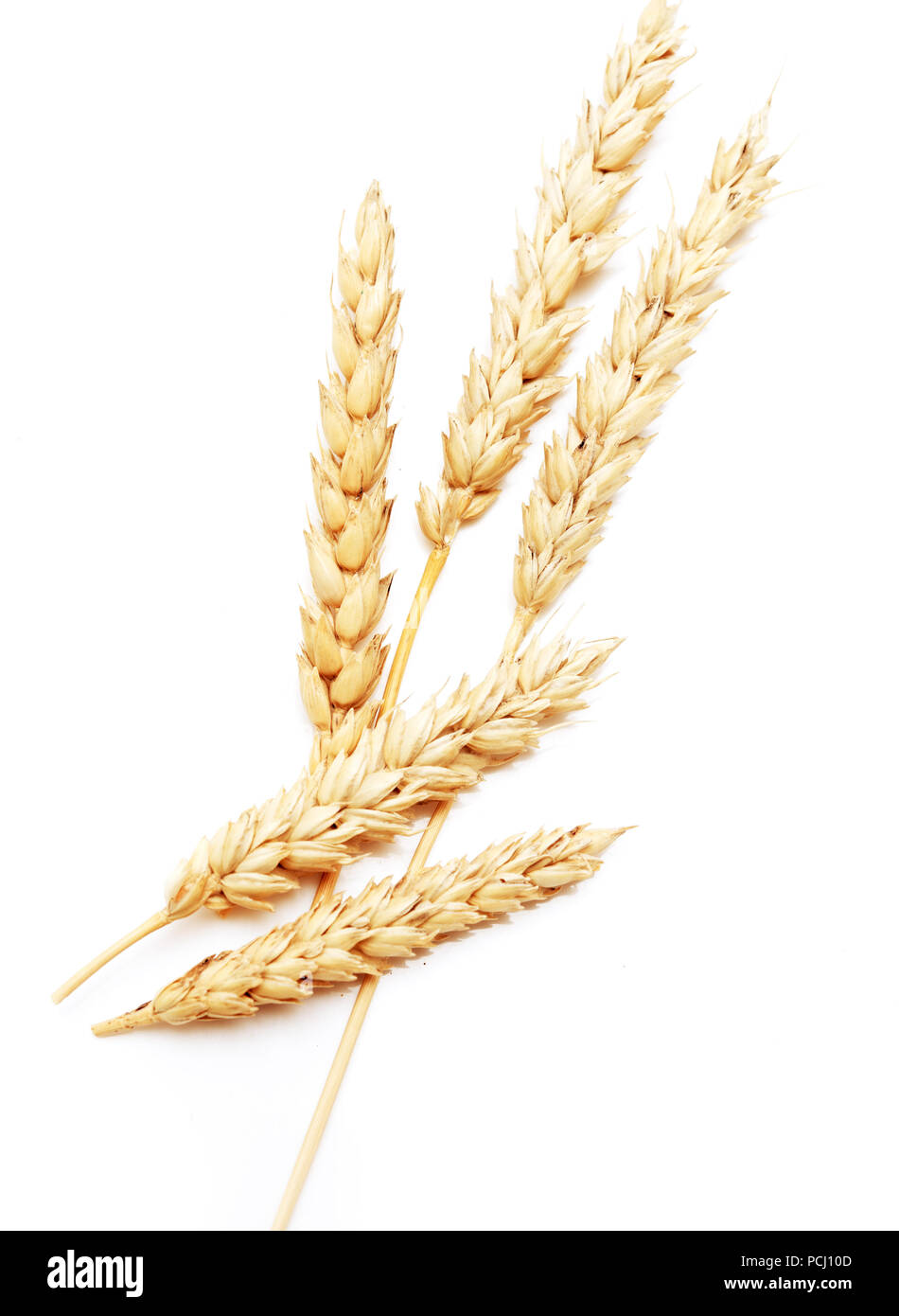 Wheat isolated on white background Stock Photo - Alamy