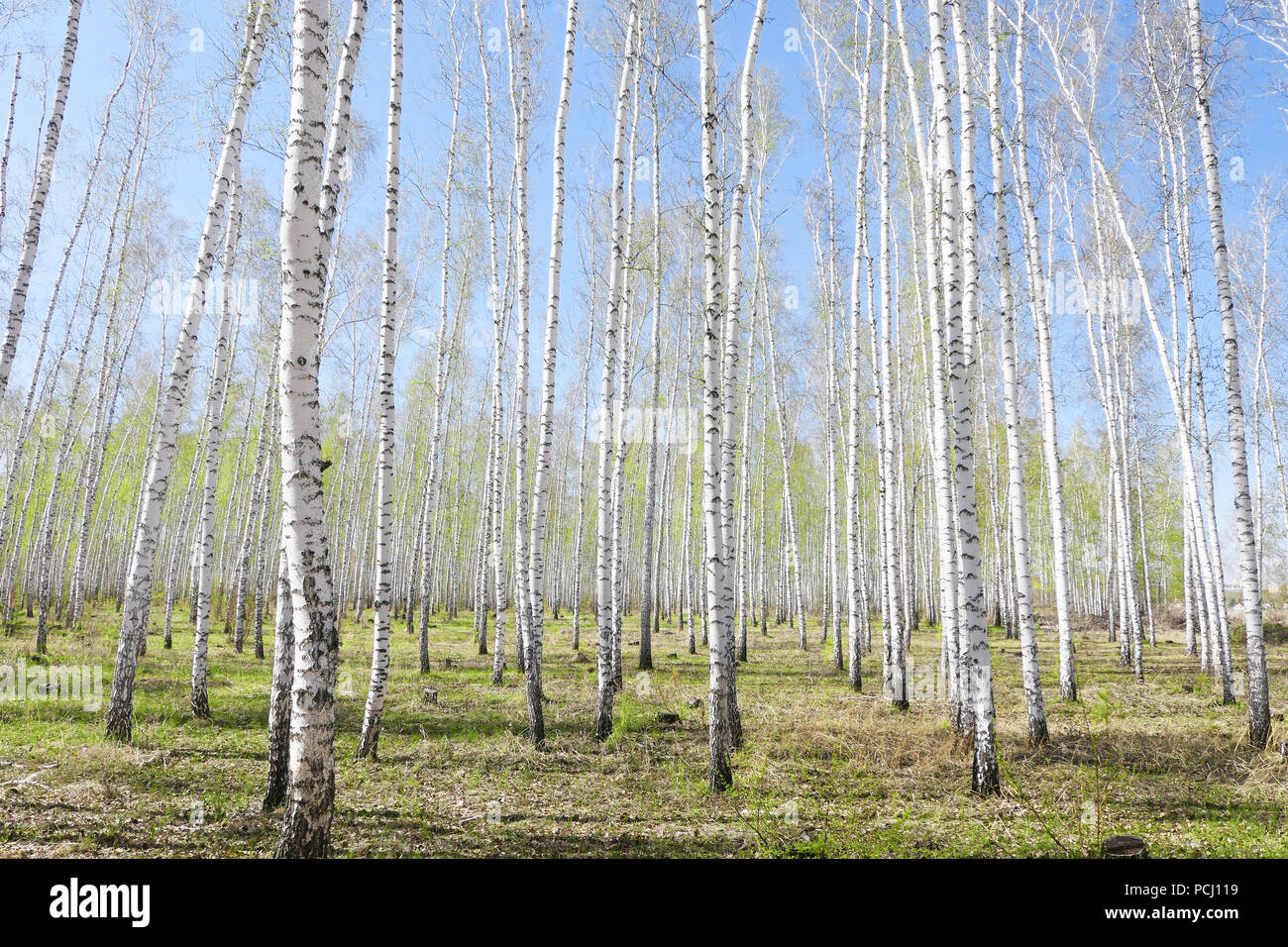 Spring birch forest Stock Photo - Alamy