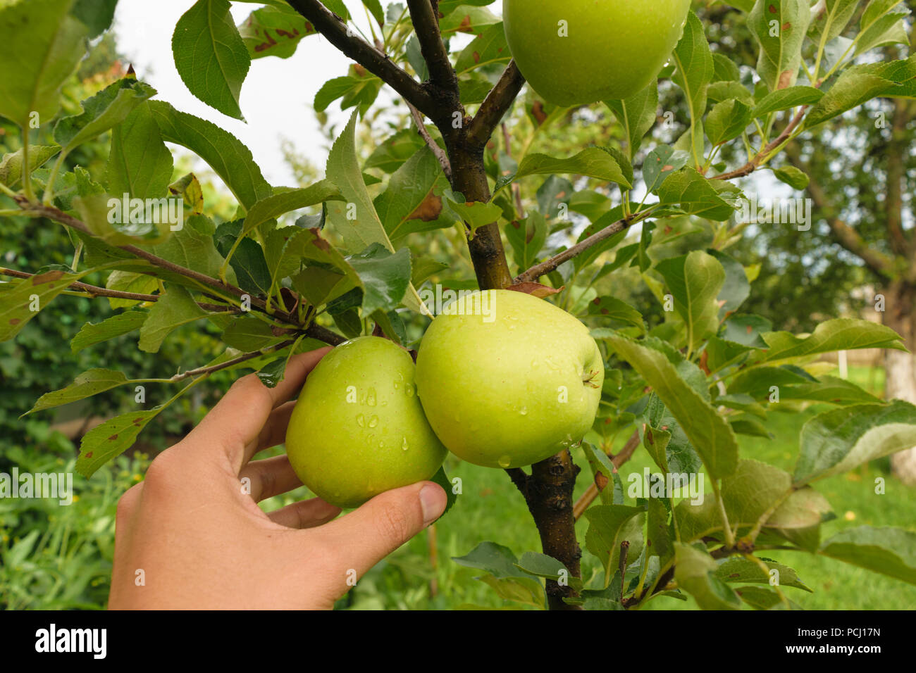 Green pick up hi-res stock photography and images - Alamy