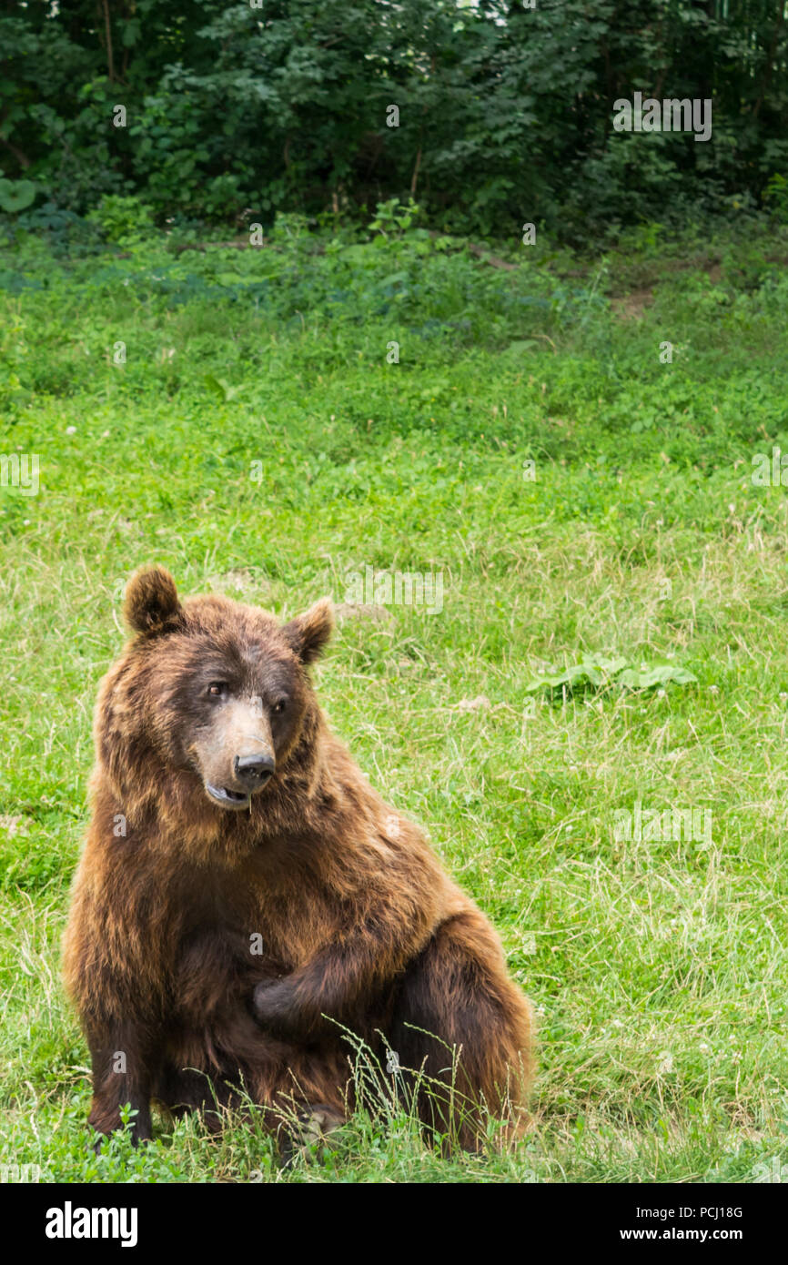 One small brown bear (Ursus Arctos) with green background and copy ...