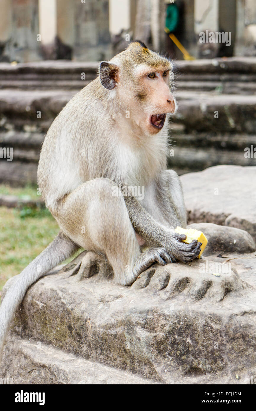 Long tailed macaque monkey with mango fruit, Angkor Wat, Cambodia Stock ...