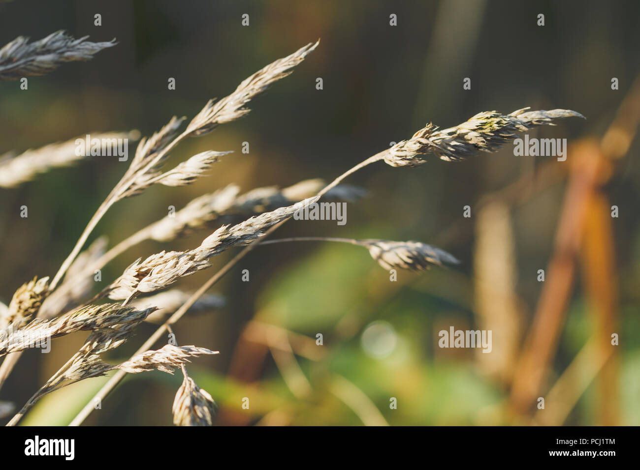 Fall background. Dry grass on a meadow, macro photography Stock Photo ...