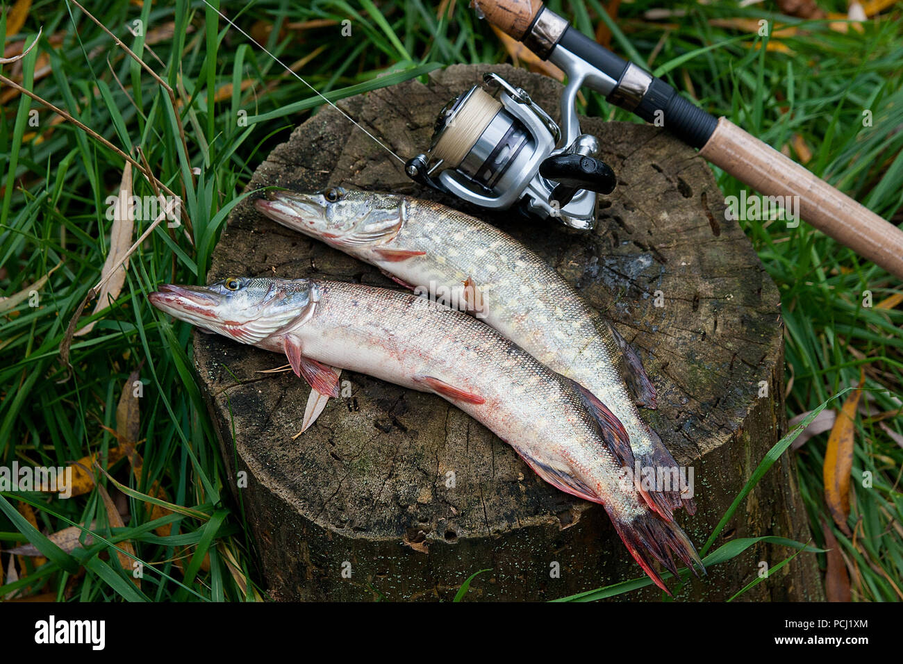 Freshwater Northern pike fish know as Esox Lucius lying on a wooden ...