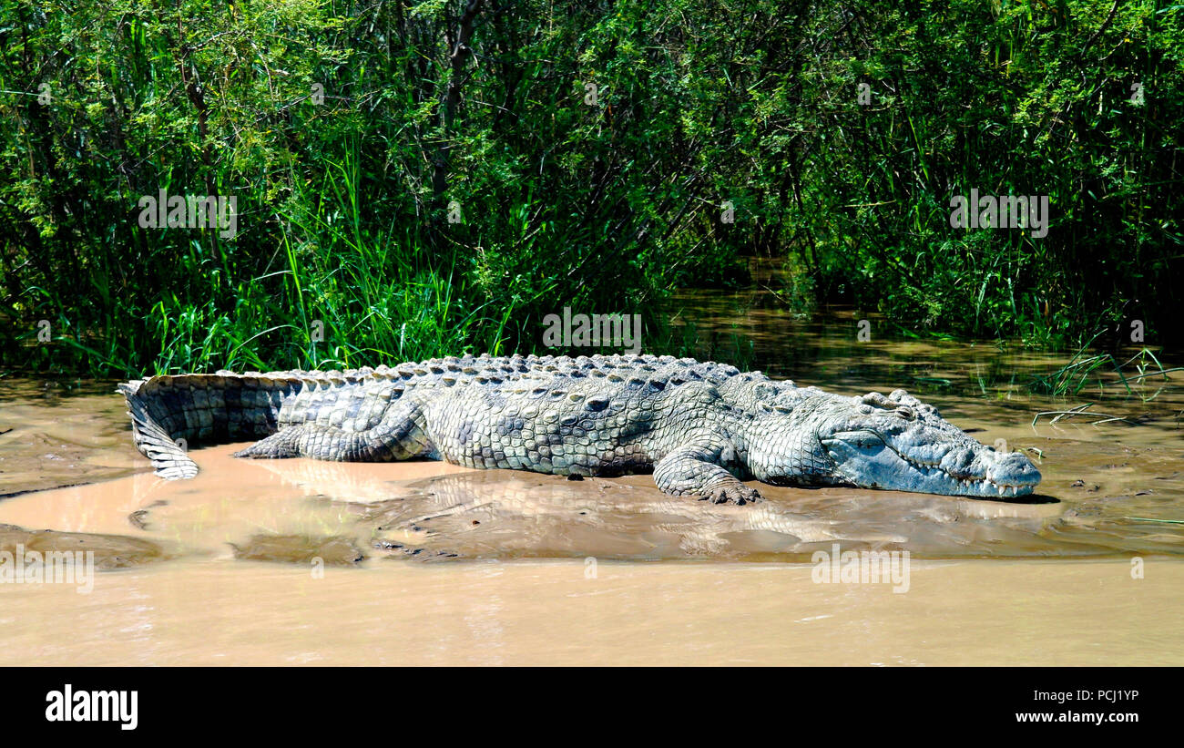 The Nile crocodile in Chamo lake Nechisar national park, Ethiopia Stock ...