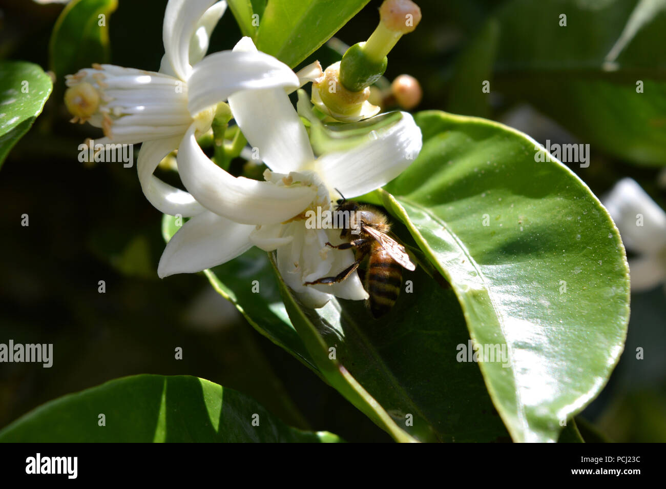 Flower of Sicily, Close-up of Orange Blossom with a Bee Collecting ...