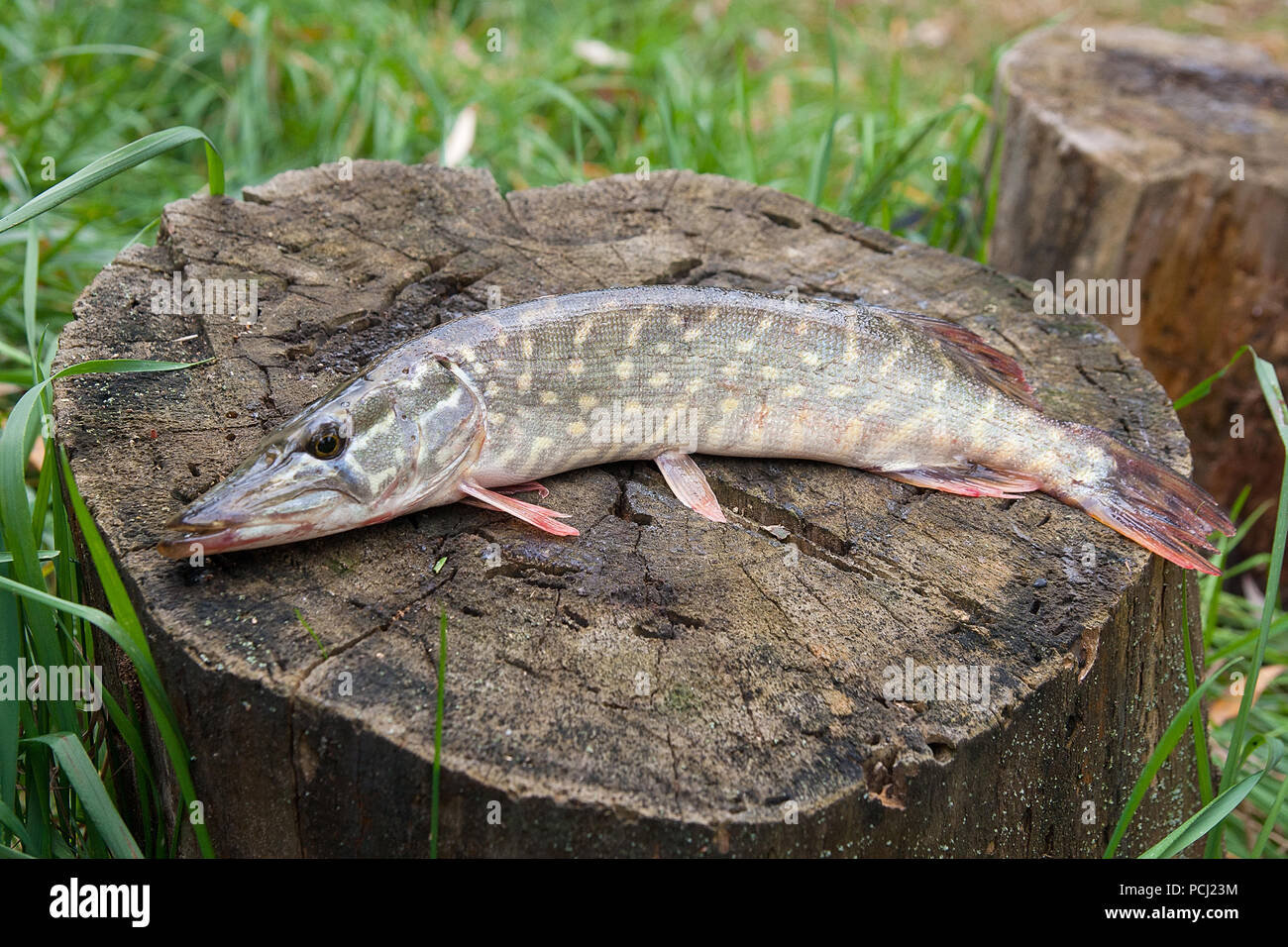 Freshwater Northern pike fish know as Esox Lucius lying on a wooden ...