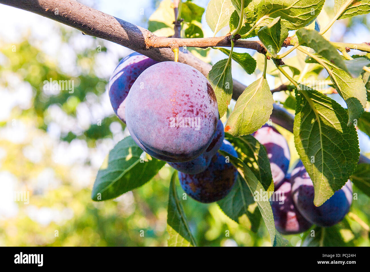 Close up of the plums ripe on branch. Ripe plums on a tree branch in ...