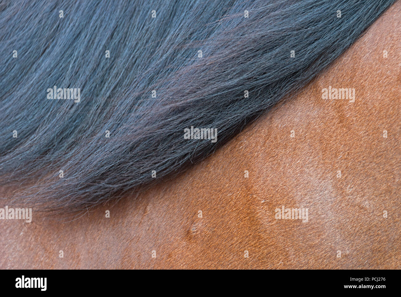 Black horses rome hi-res stock photography and images - Alamy