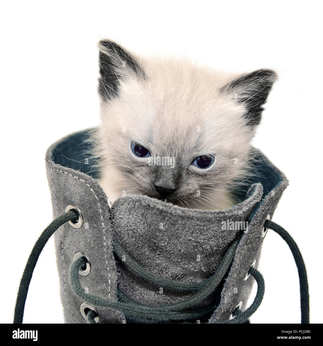 small kitten in the boot Stock Photo - Alamy