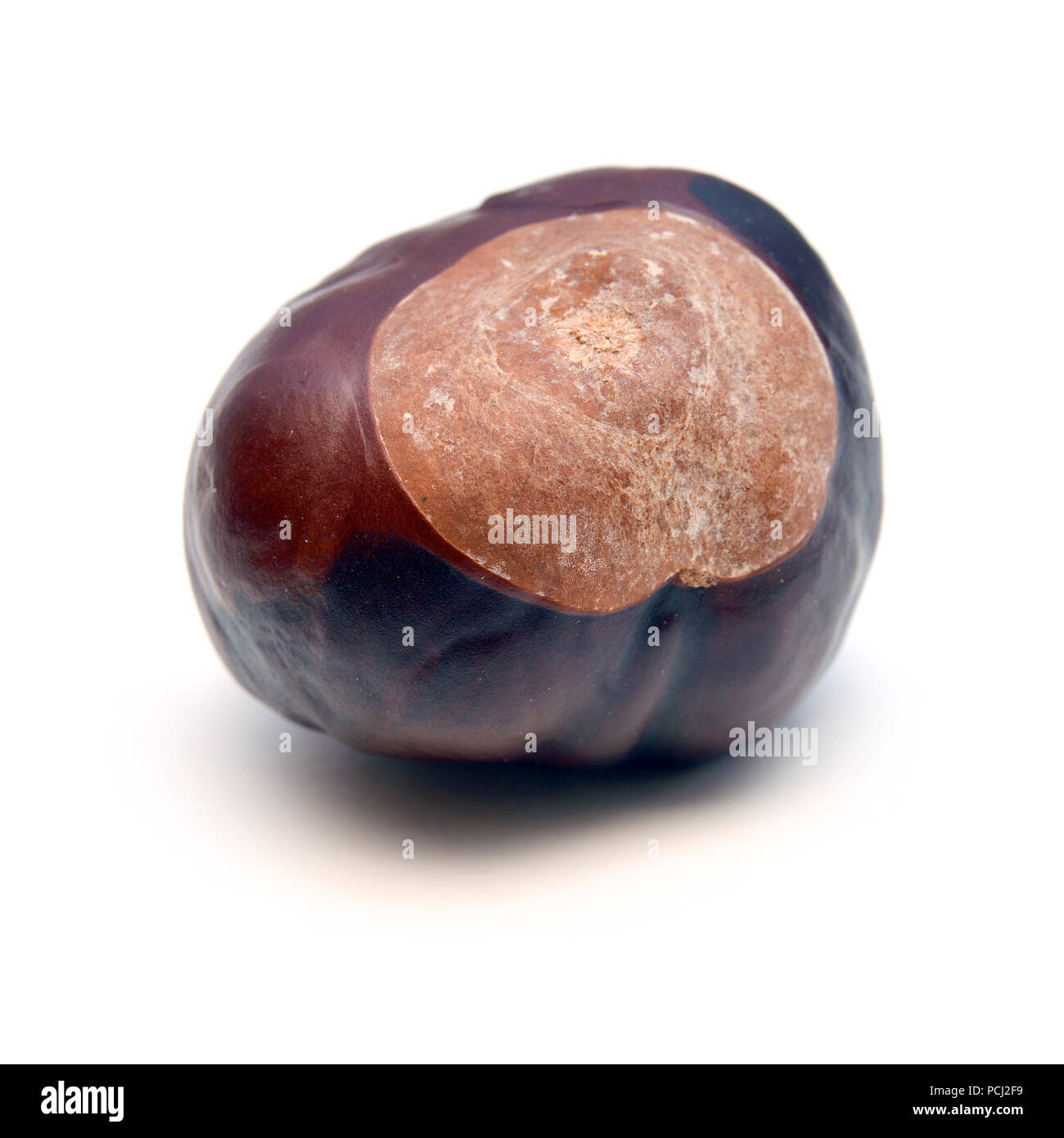 one chestnut isolated on white Stock Photo - Alamy