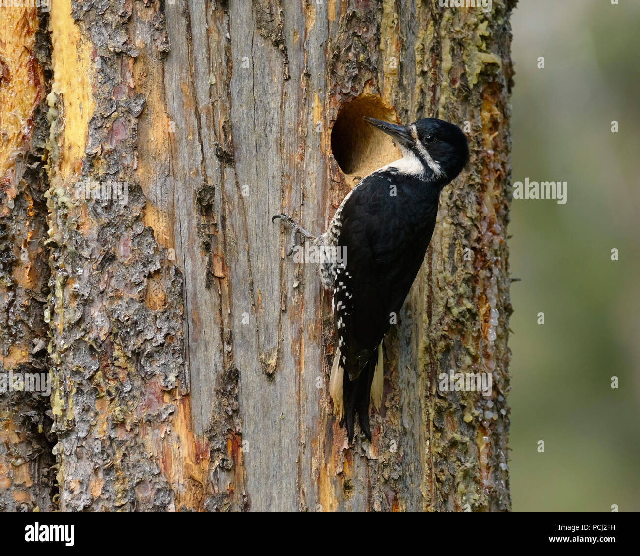 female Black-backed Woodpecker (Picoides arcticus) at nest hole, Sierra ...