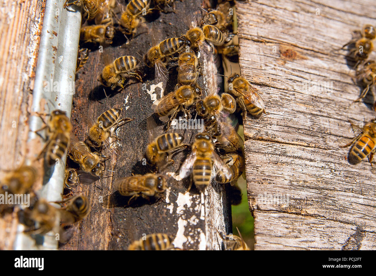 Plenty of bees at the entrance of beehive in apiary. Busy bees, close ...