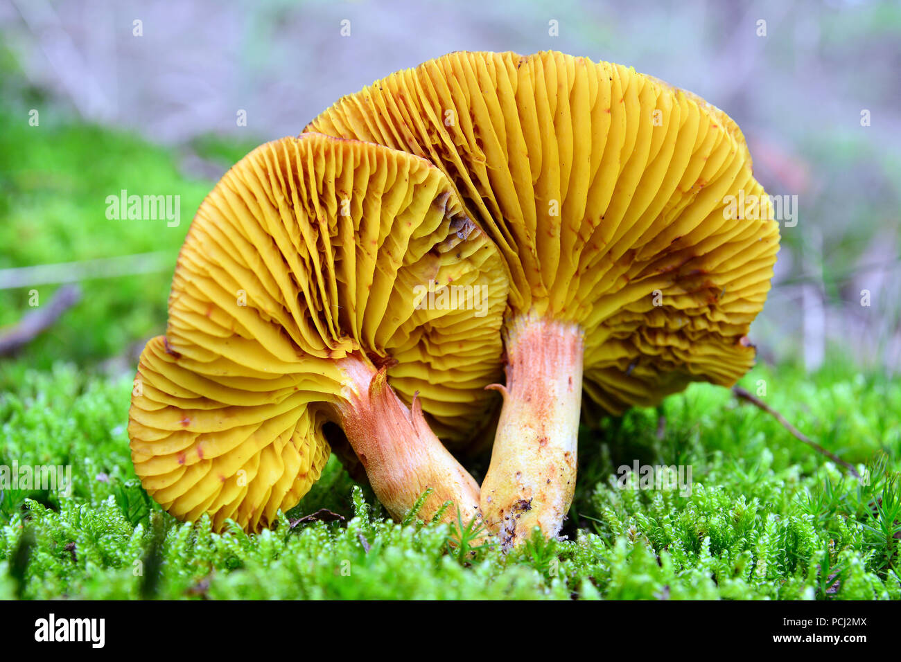 Phylloporus rhodoxanthus hi-res stock photography and images - Alamy