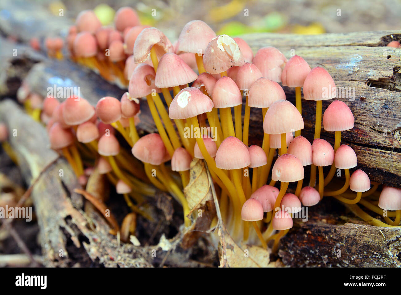 mycena renati mushroom cluster on a tree stump. commonly known as the ...