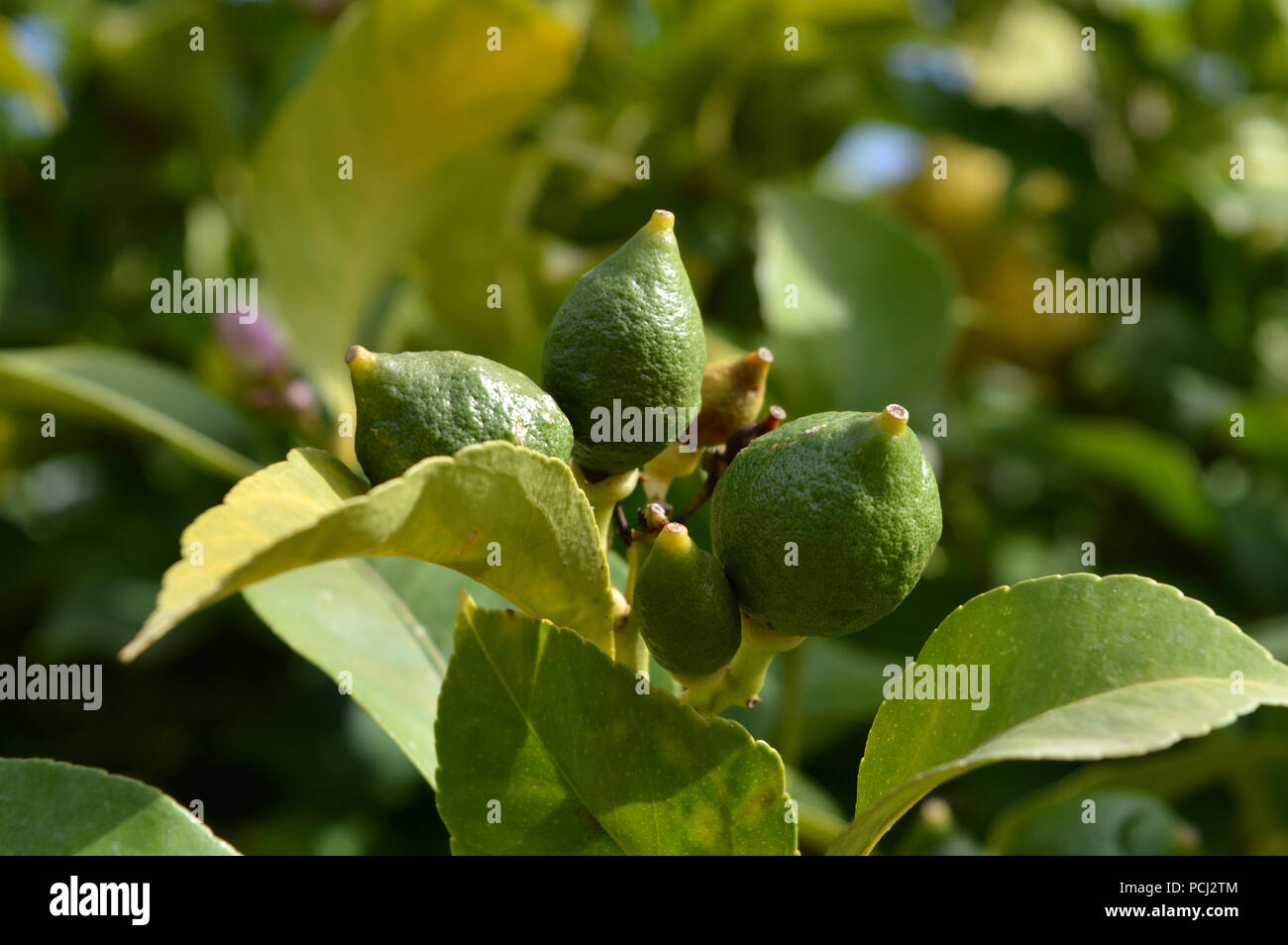 Close up lemons green leaves hi-res stock photography and images - Alamy