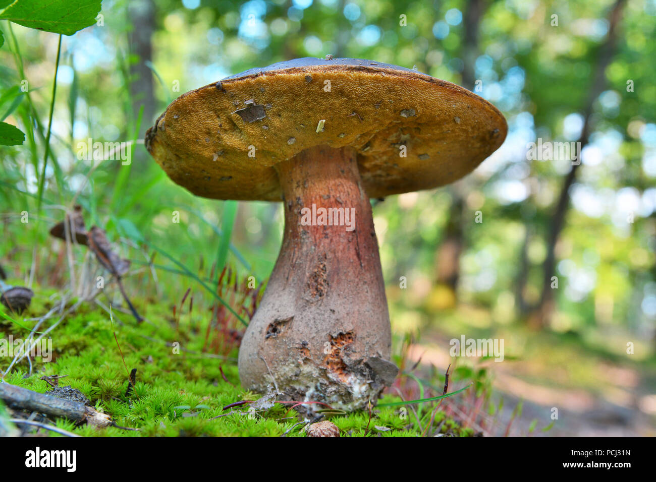 boletus aereus, dark cep bolete, on the ground Stock Photo - Alamy