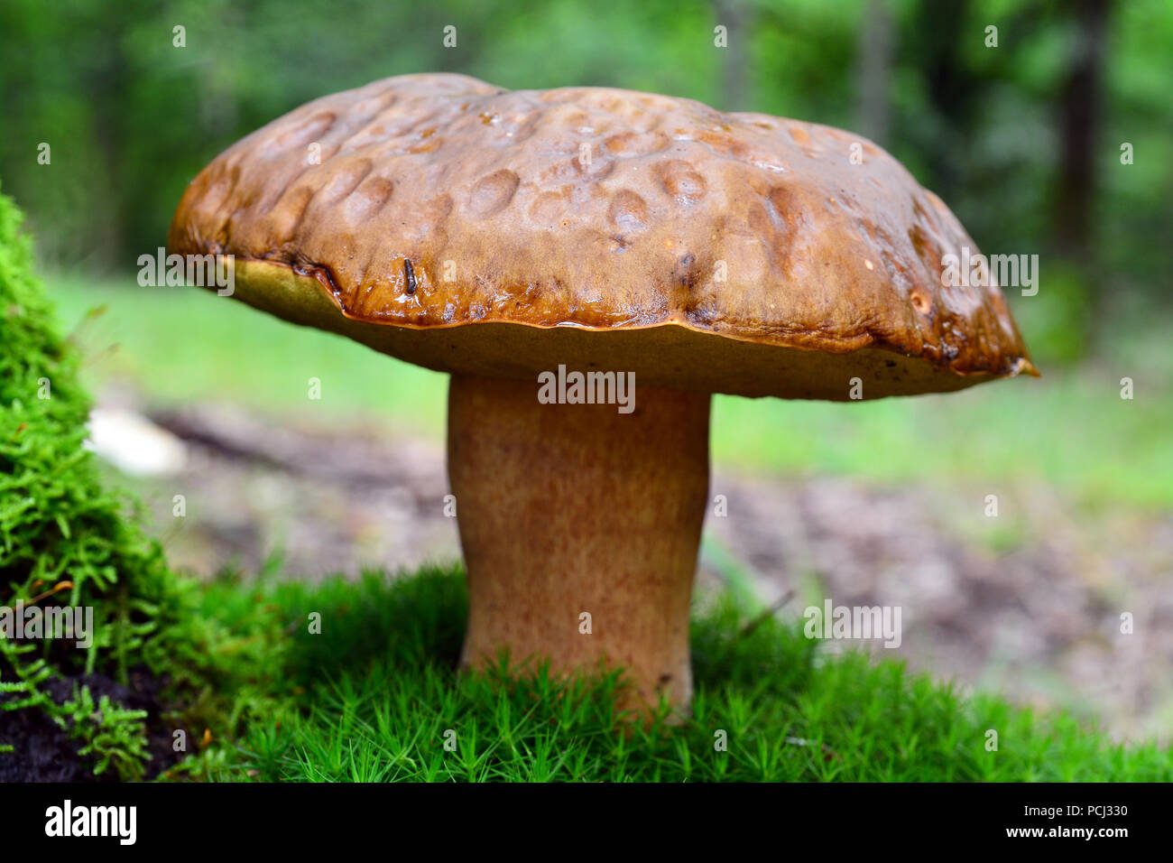 boletus reticulatus, summer bolete, on the ground Stock Photo - Alamy
