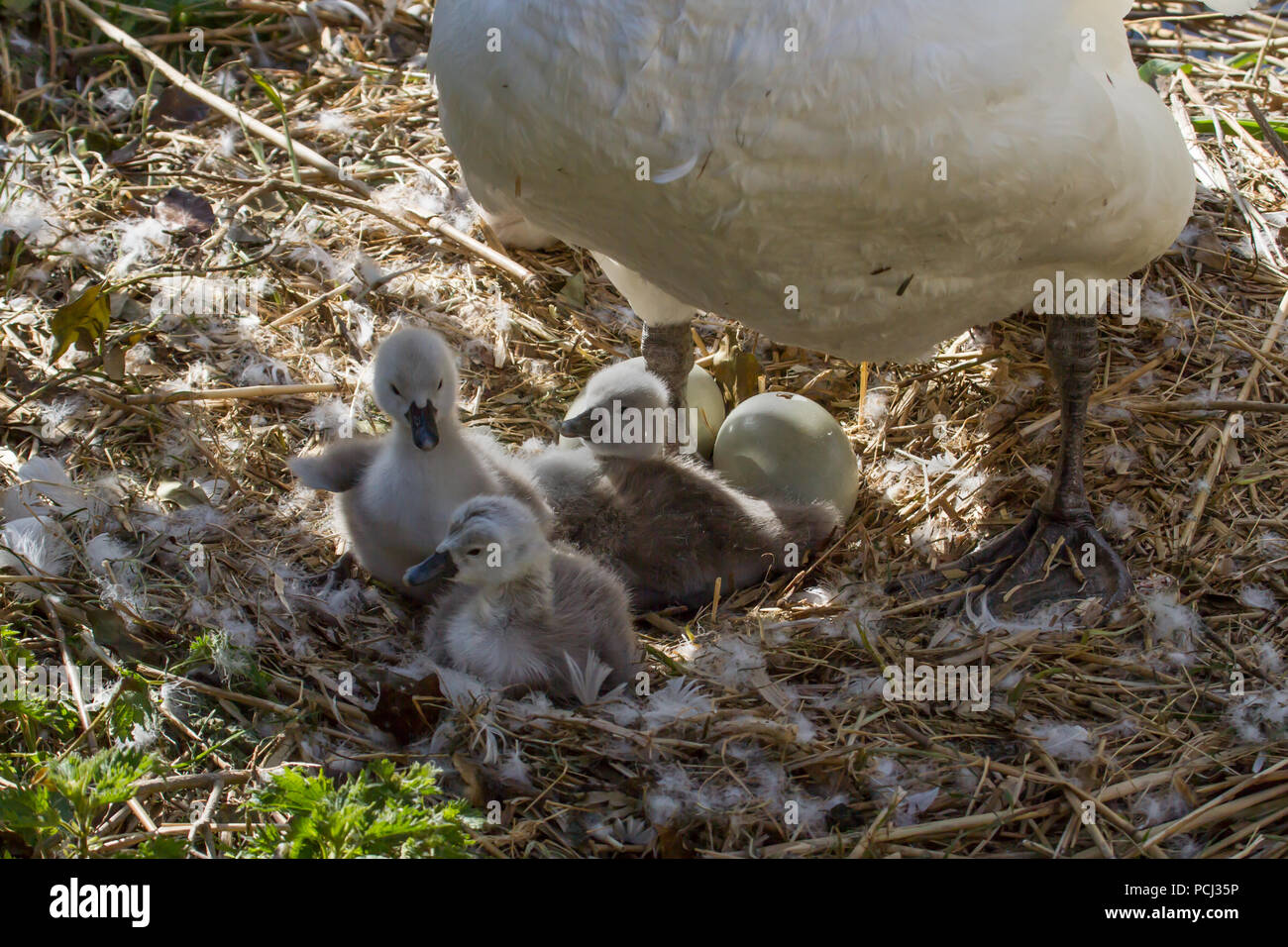 Swan hatching eggs hi-res stock photography and images - Alamy
