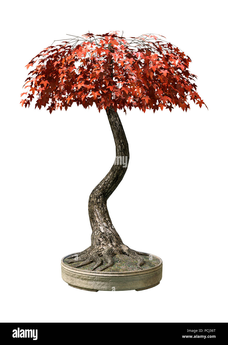 3D rendering of a red Japanese maple tree isolated on white background ...