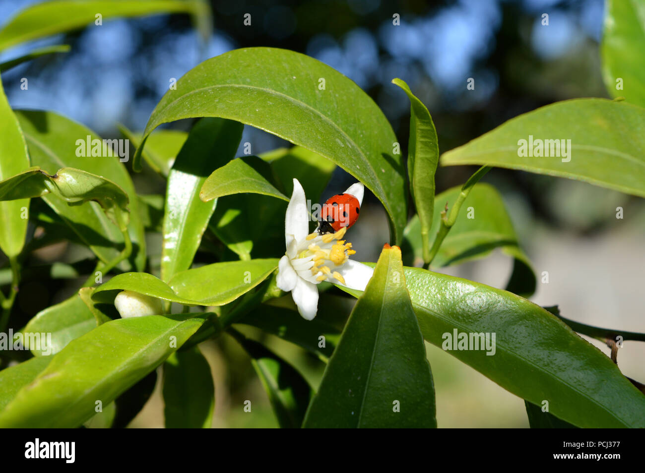 Flower of Sicily, Close-up of a Clementine Flower with a Ladybird on it ...