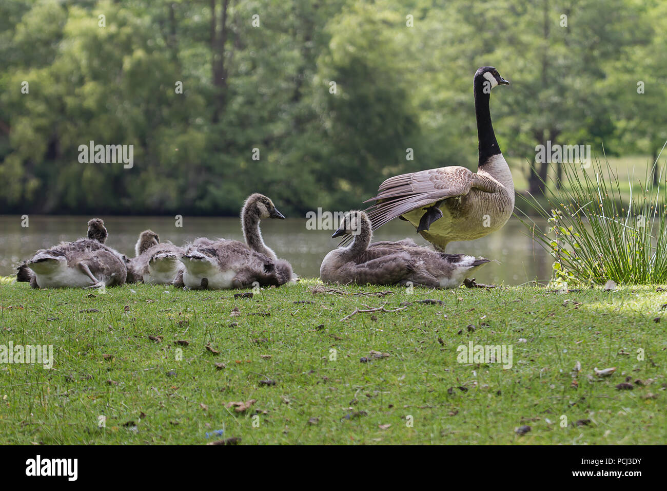 photo of a family group of Canada geese resting on the back of a lake ...