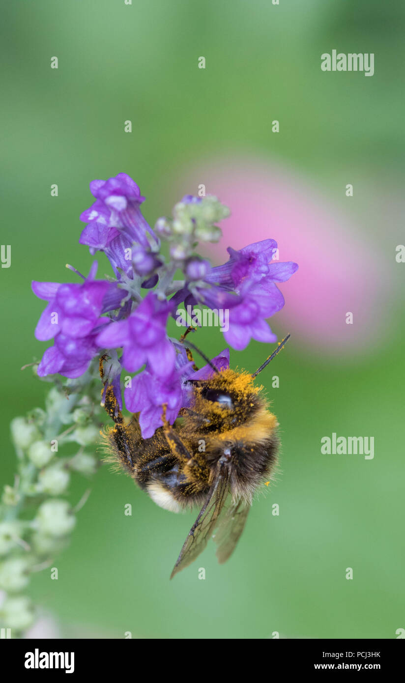 Bumblebee covered in pollen, England, UK Stock Photo - Alamy