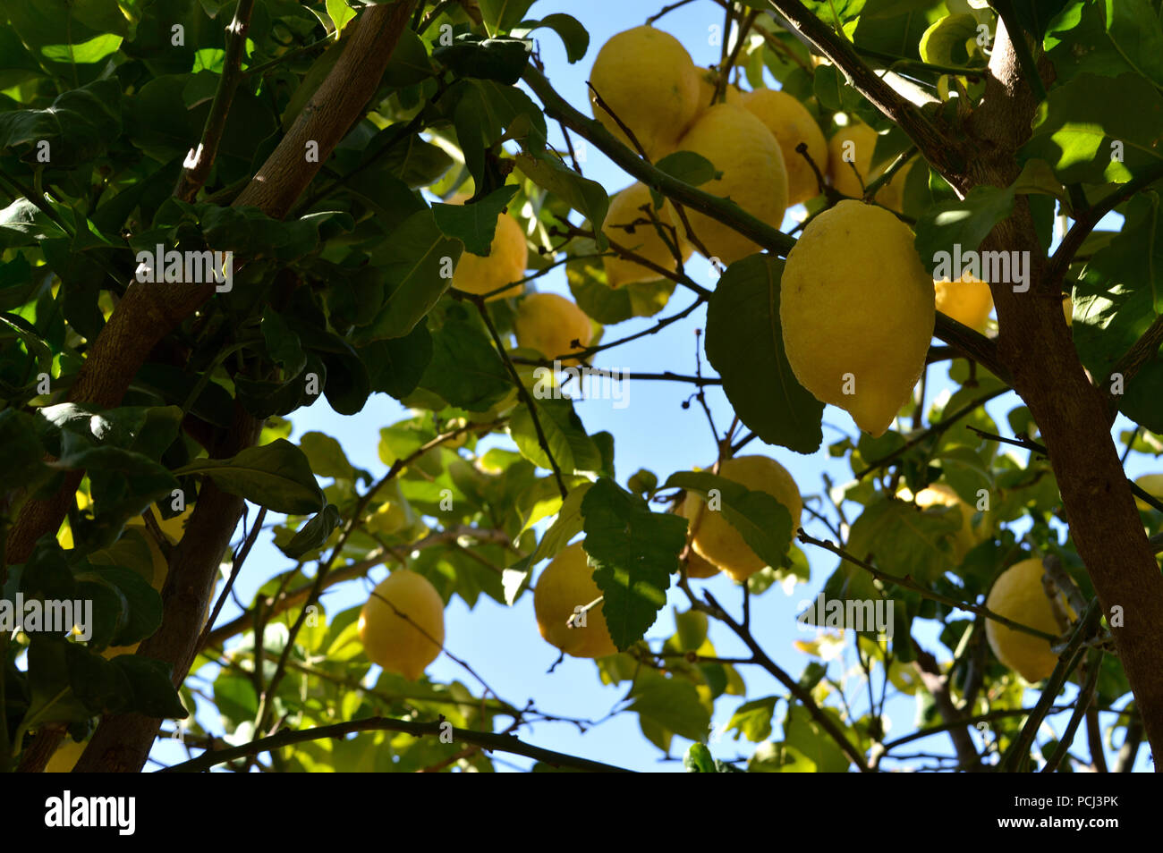 Lemon Tree Background, Nature, Sicily Stock Photo - Alamy