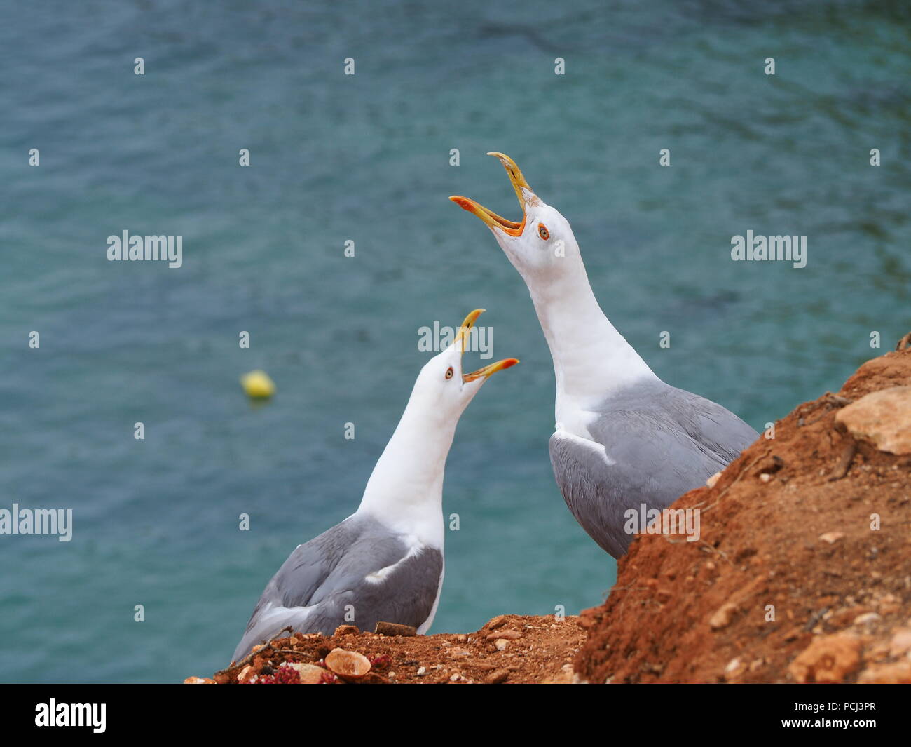 White big birds hi-res stock photography and images - Alamy