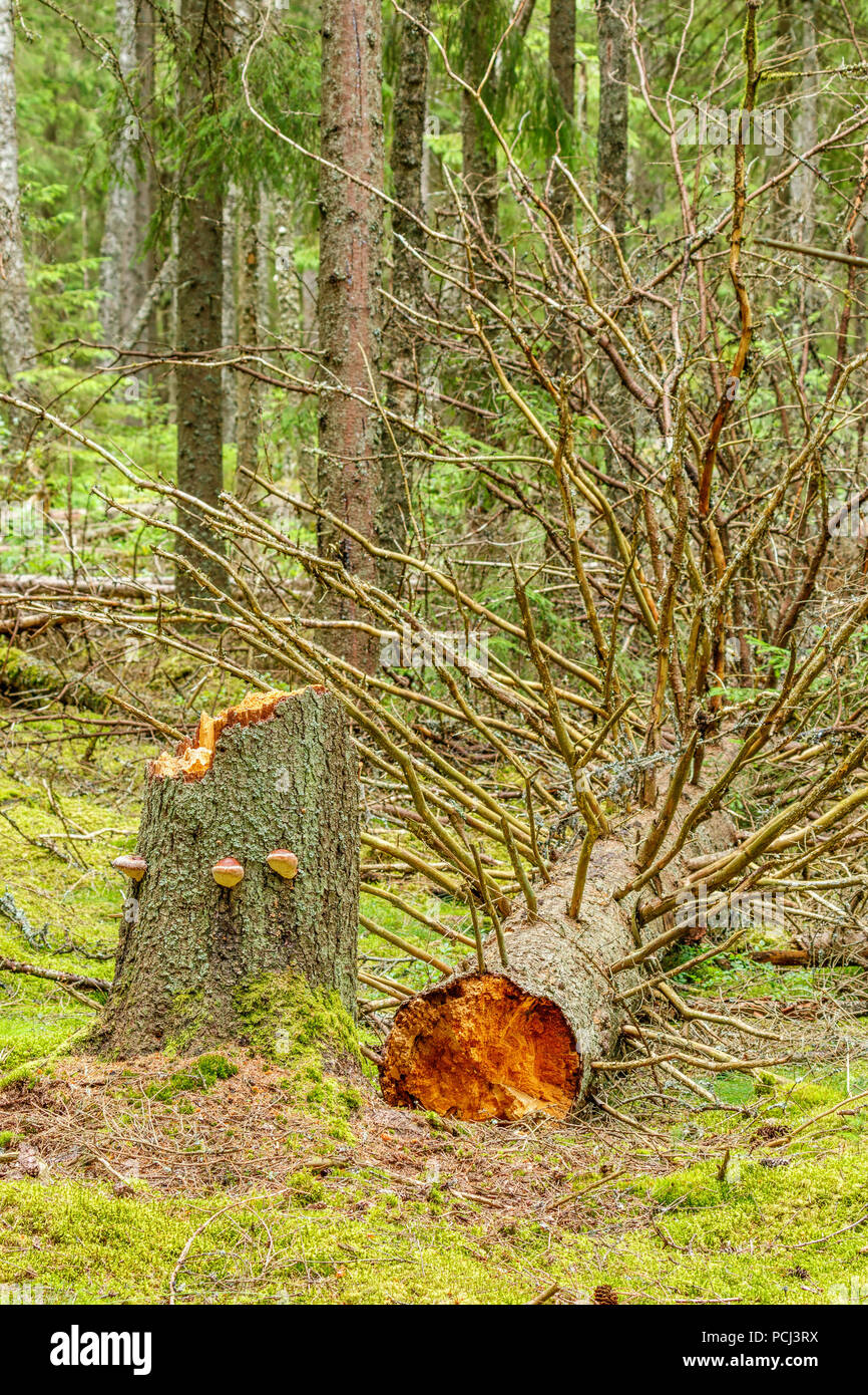 Fallentree hi-res stock photography and images - Alamy