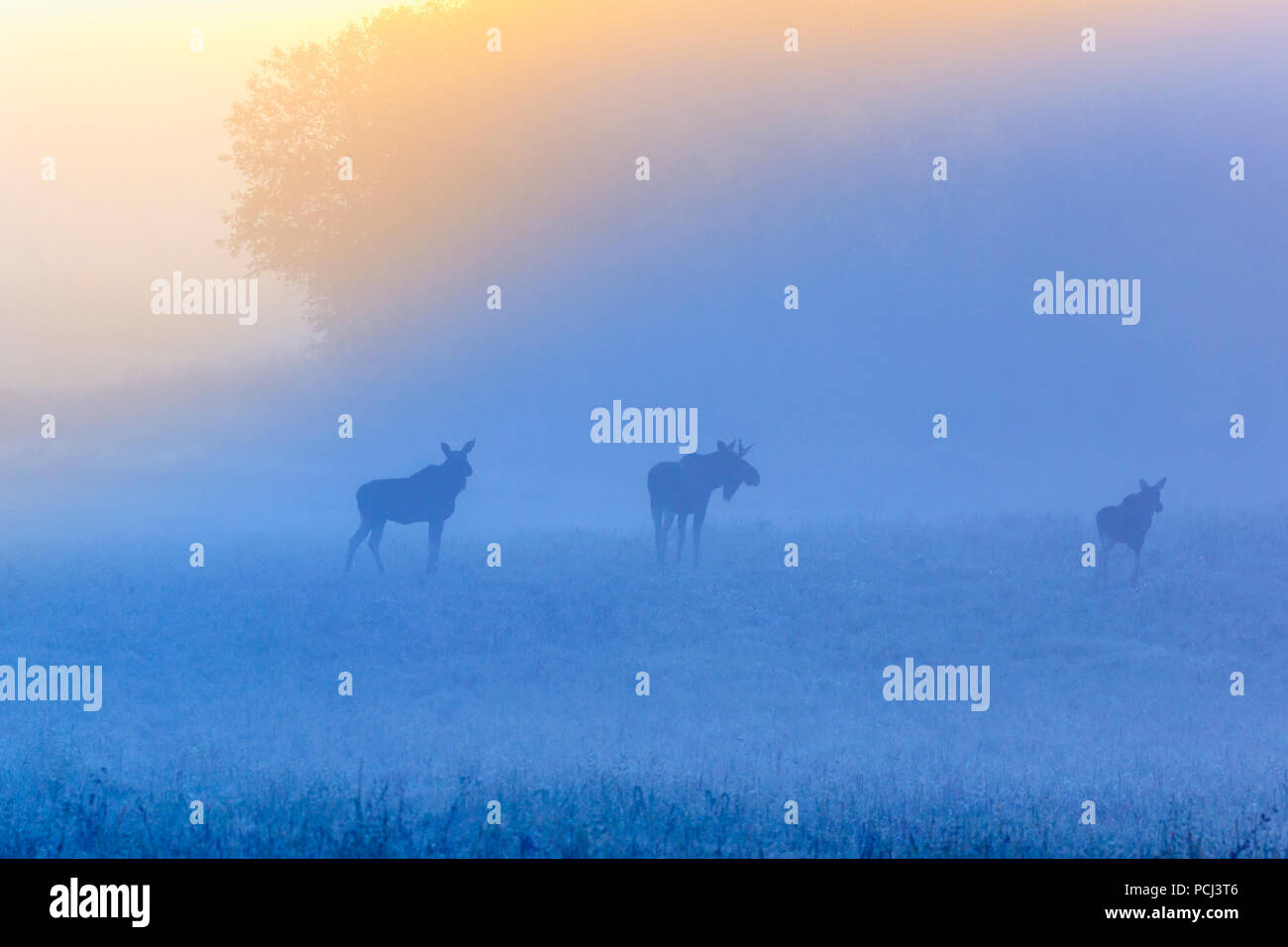 Moose in sunrise hi-res stock photography and images - Alamy