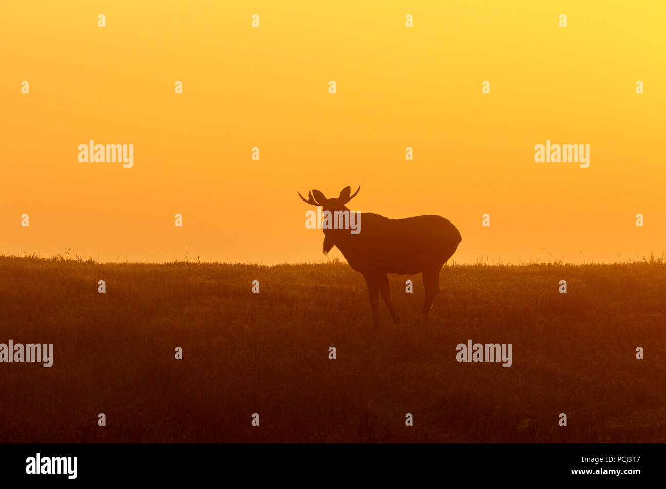 Bull moose in the morning fog hi-res stock photography and images - Alamy