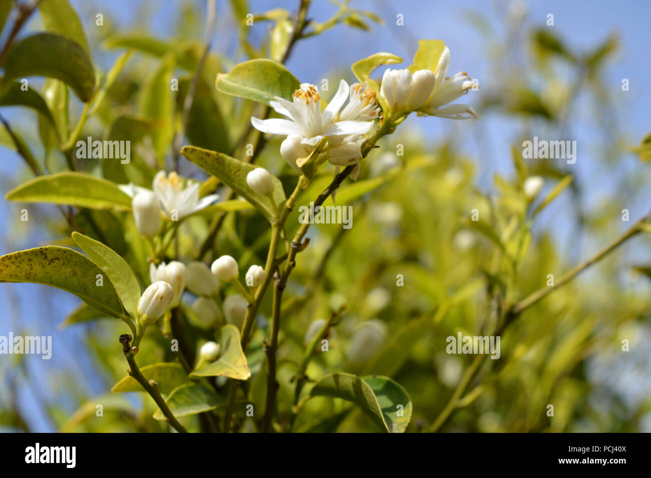Tangerine Tree Flowers