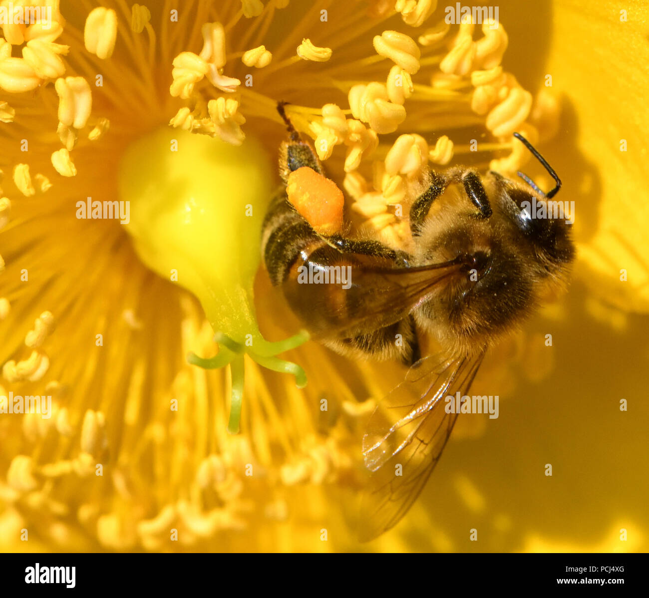 Pollen baskets hi-res stock photography and images - Alamy