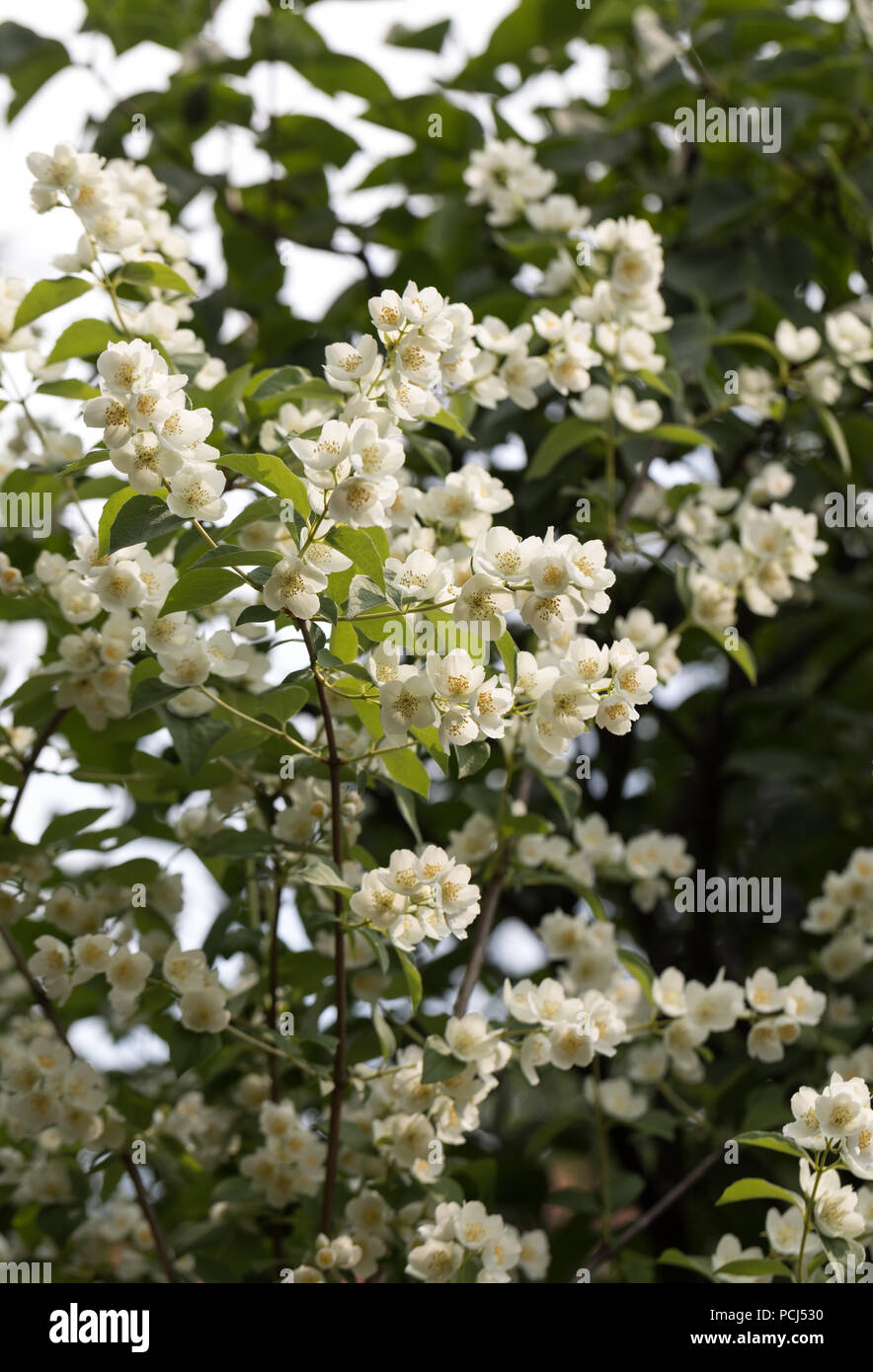 Beautiful blossoming branch of jasmine in garden Stock Photo - Alamy