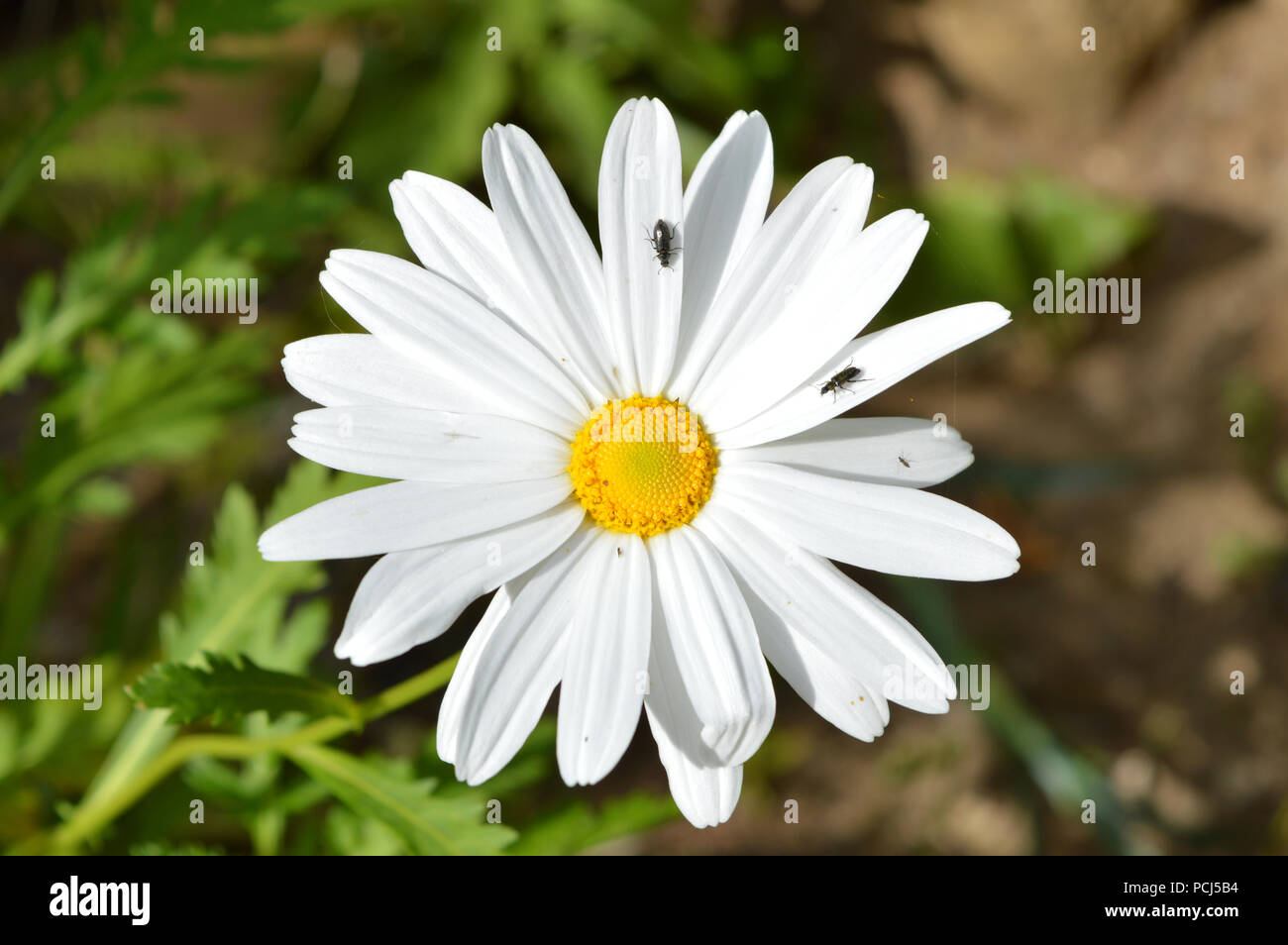 Daisy macro hi-res stock photography and images - Alamy