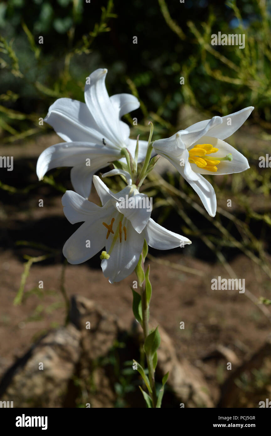 Madonna lily lilium candidum hi-res stock photography and images - Alamy