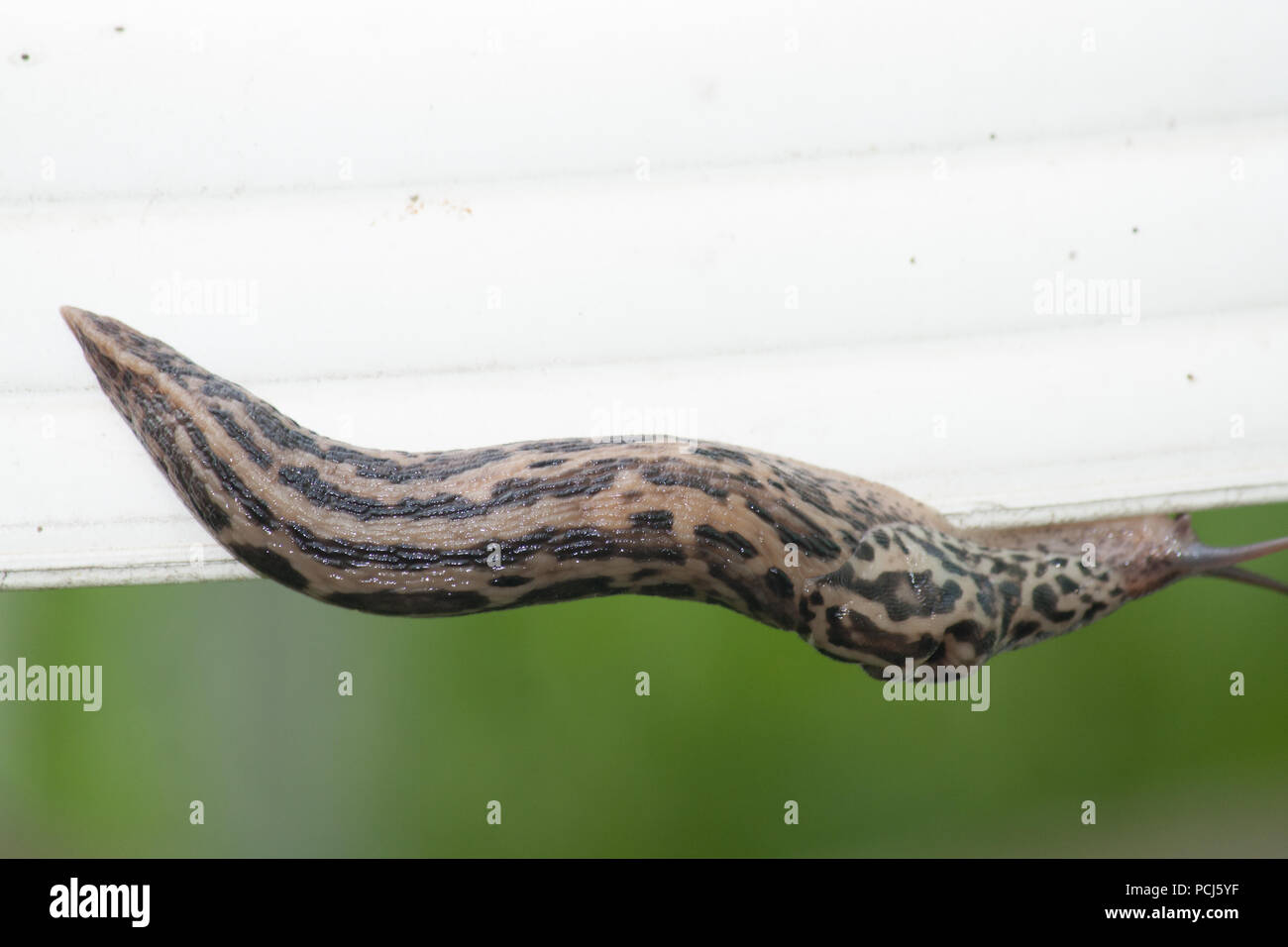 slug on the table Stock Photo - Alamy