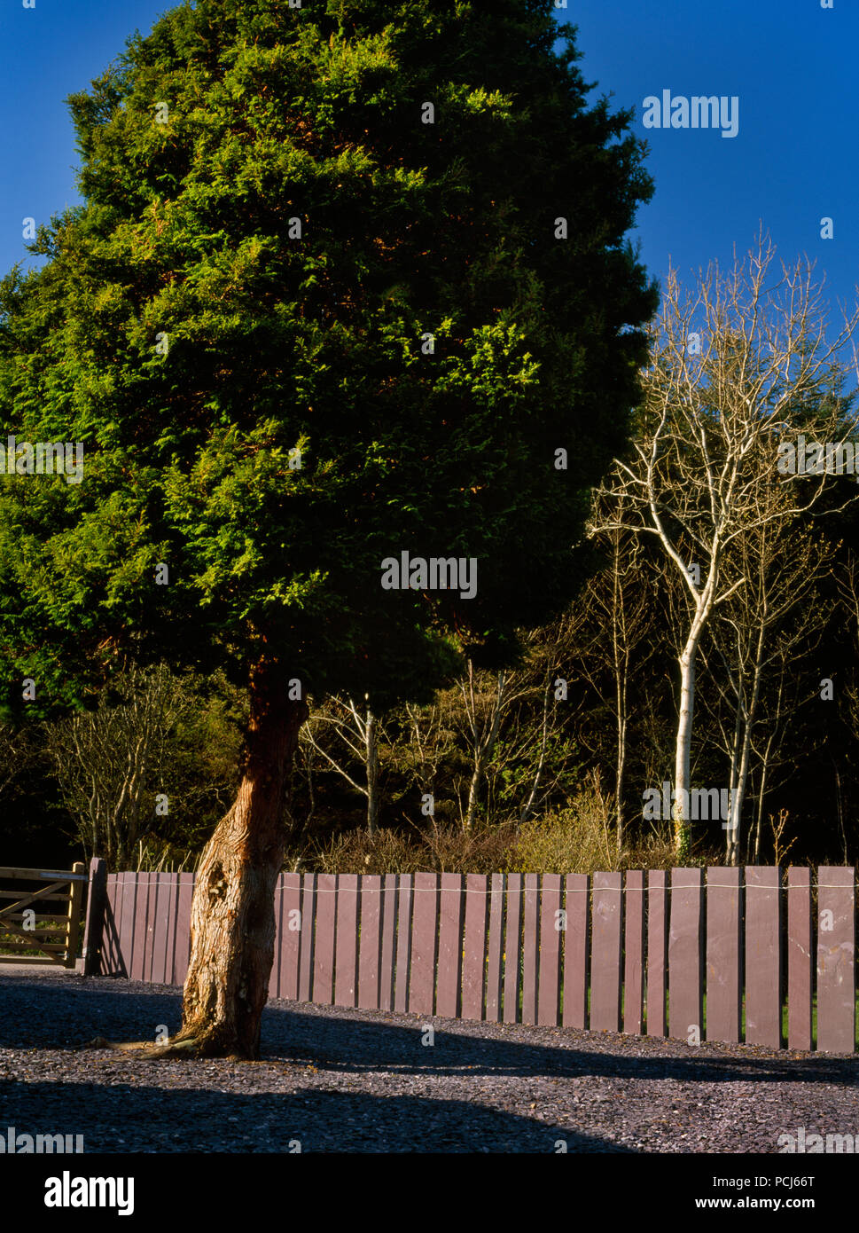 A modern slate fence of heather blue slabs from Penrhyn Quarry ...