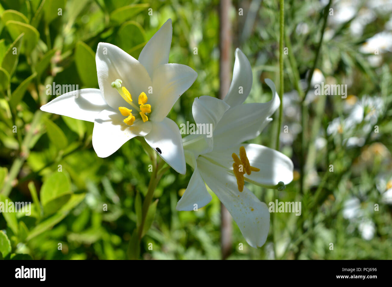 Lilium candidum petals hi-res stock photography and images - Alamy