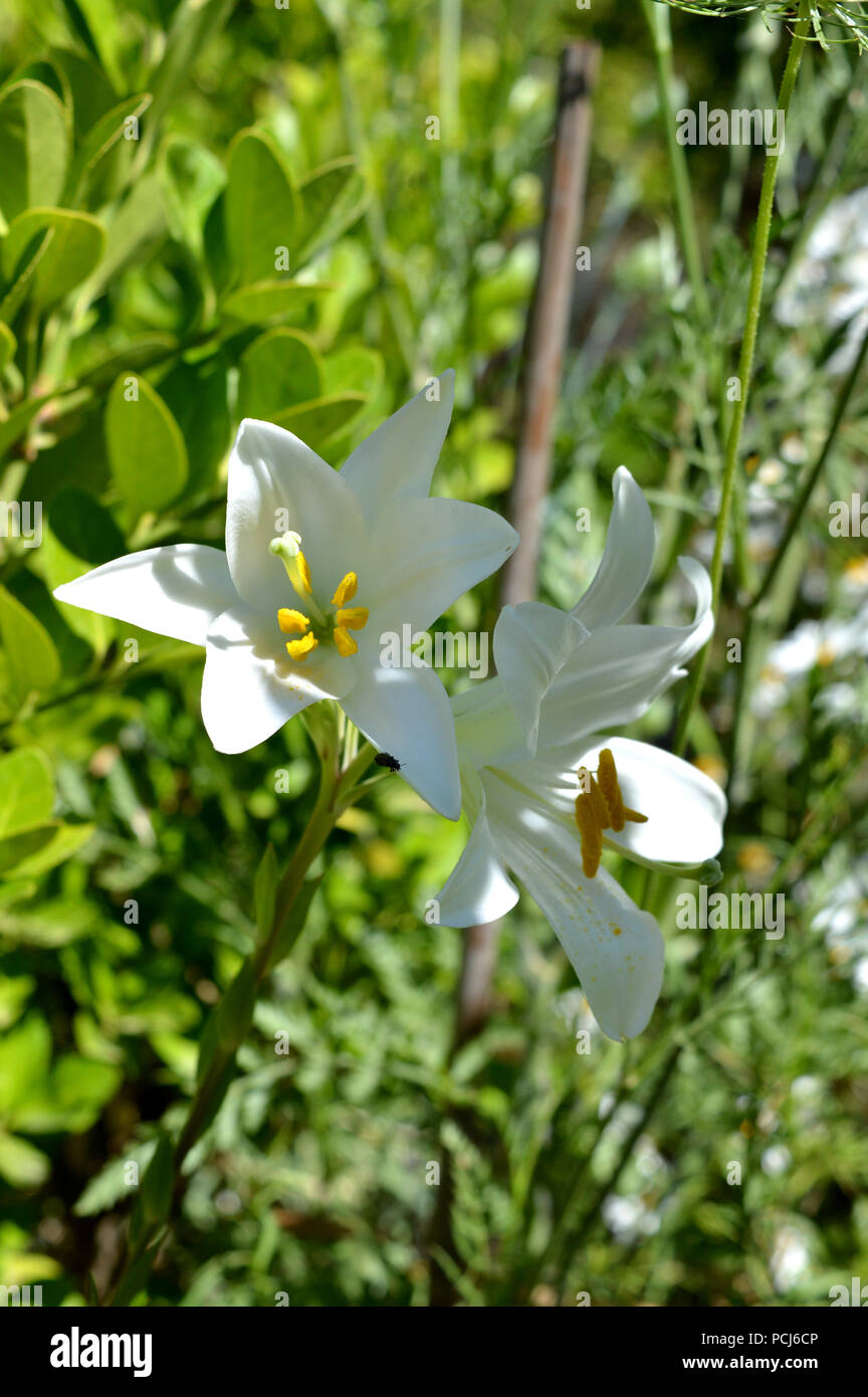 Lilium candidum petals hi-res stock photography and images - Alamy