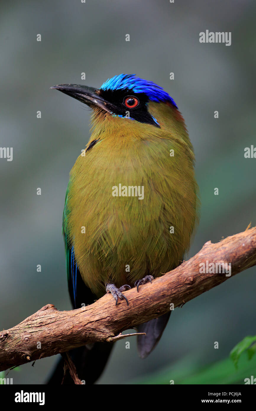 Blue Crowned Motmot, adult on branch, South America, (Momotus momota ...