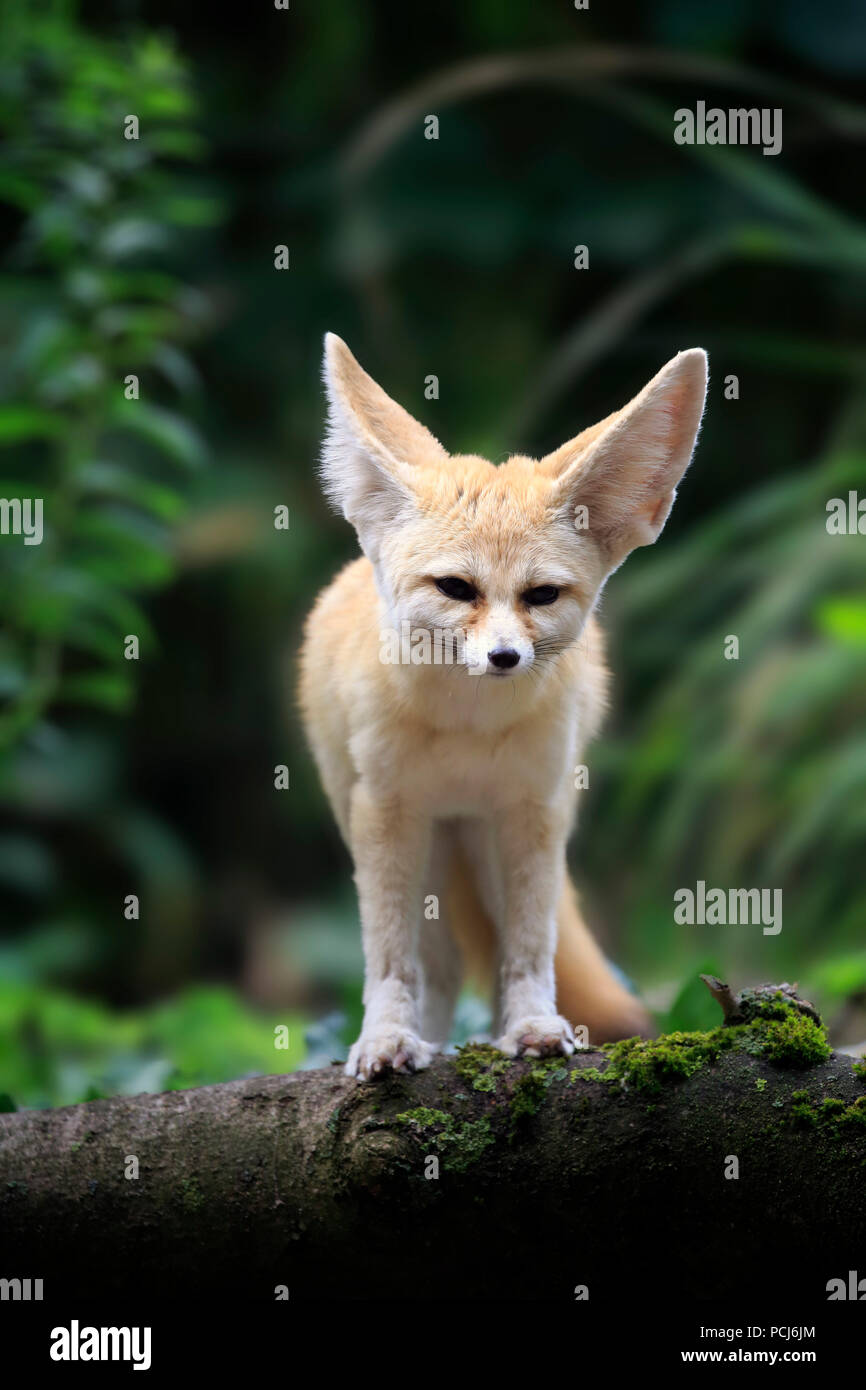 Fennec, adult, Africa, (Vulpes zerda Stock Photo - Alamy