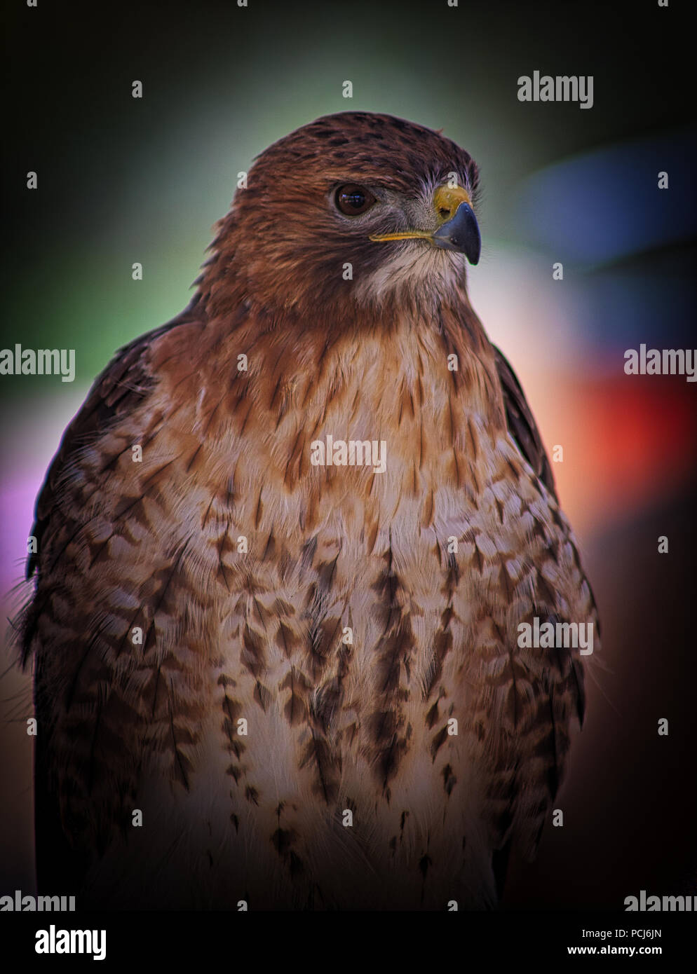 Hawk, Bird, Endangered, Zoo, Zoo animal, peregrine, avian, exotic ...
